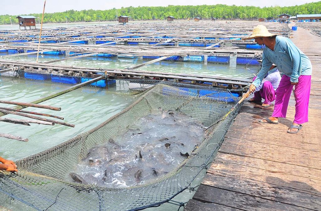 Fish Farm – Dee Sin Group